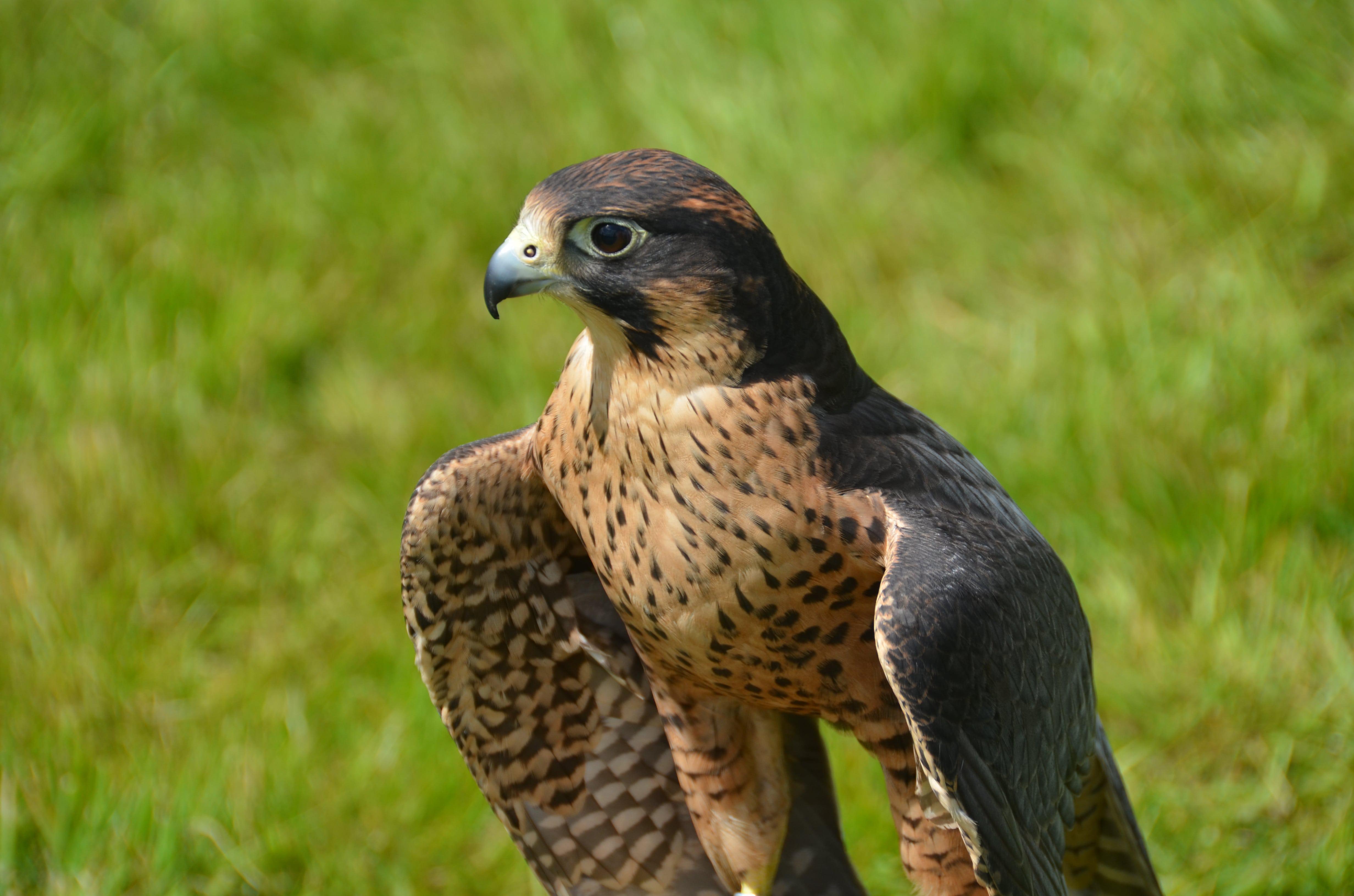 Tickets | Cowpie Country Show